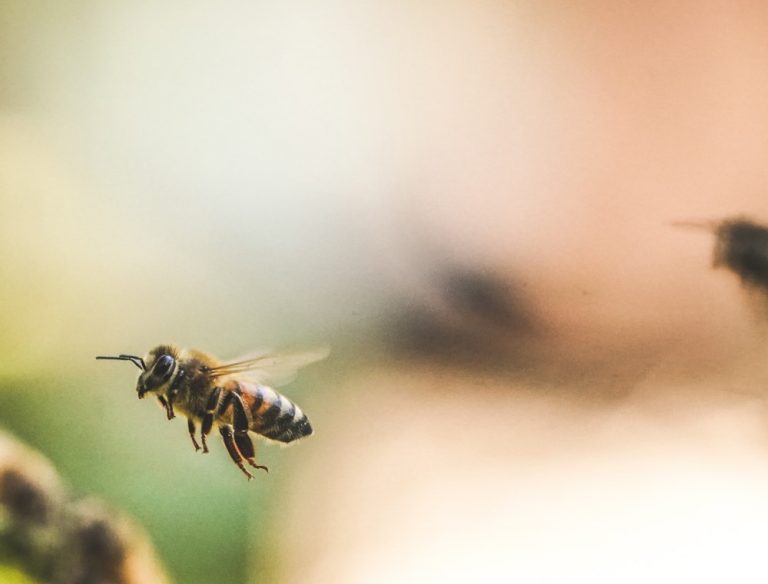 How to Create a Bee-Friendly Space – Bee Friendly Trust