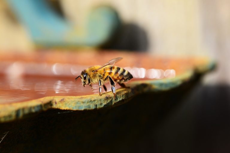 Bee Friendly Trust – Creating habitats for honey bees and pollinators ...